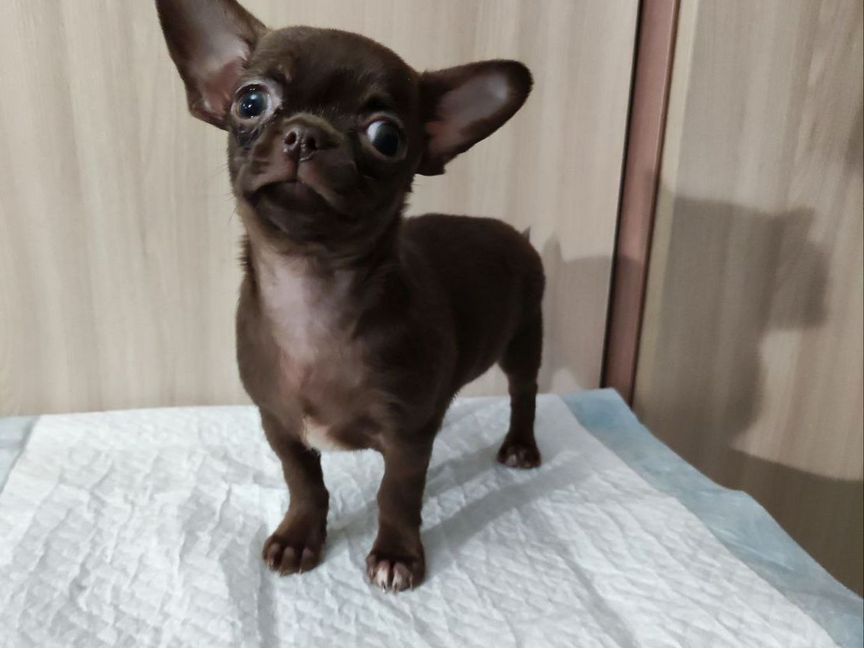 Чихуахуа шоколадная девочка мини