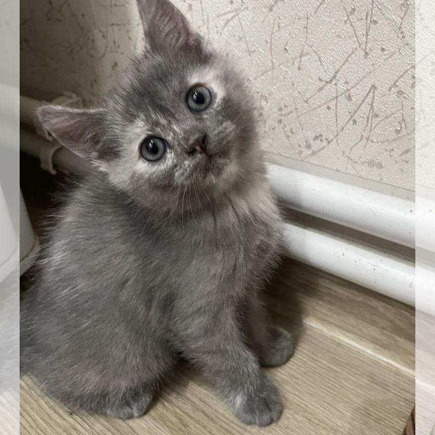 Британский короткошёрстный котёнок