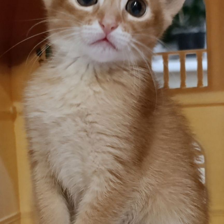 Абиссинская кошечка
