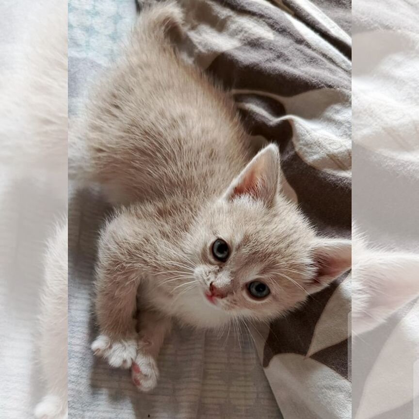 Котёнок в добрые руки