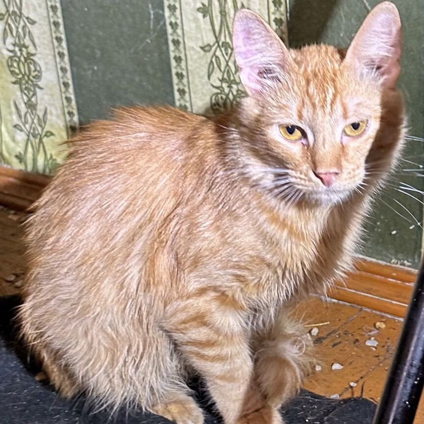 Продаю рыжего кота за символическую сумму