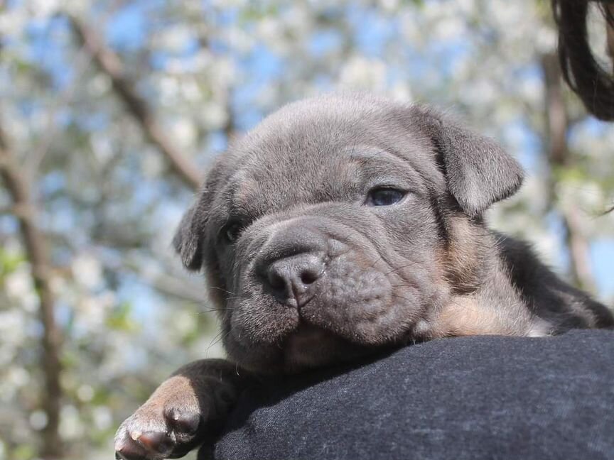 Американский буллищенок