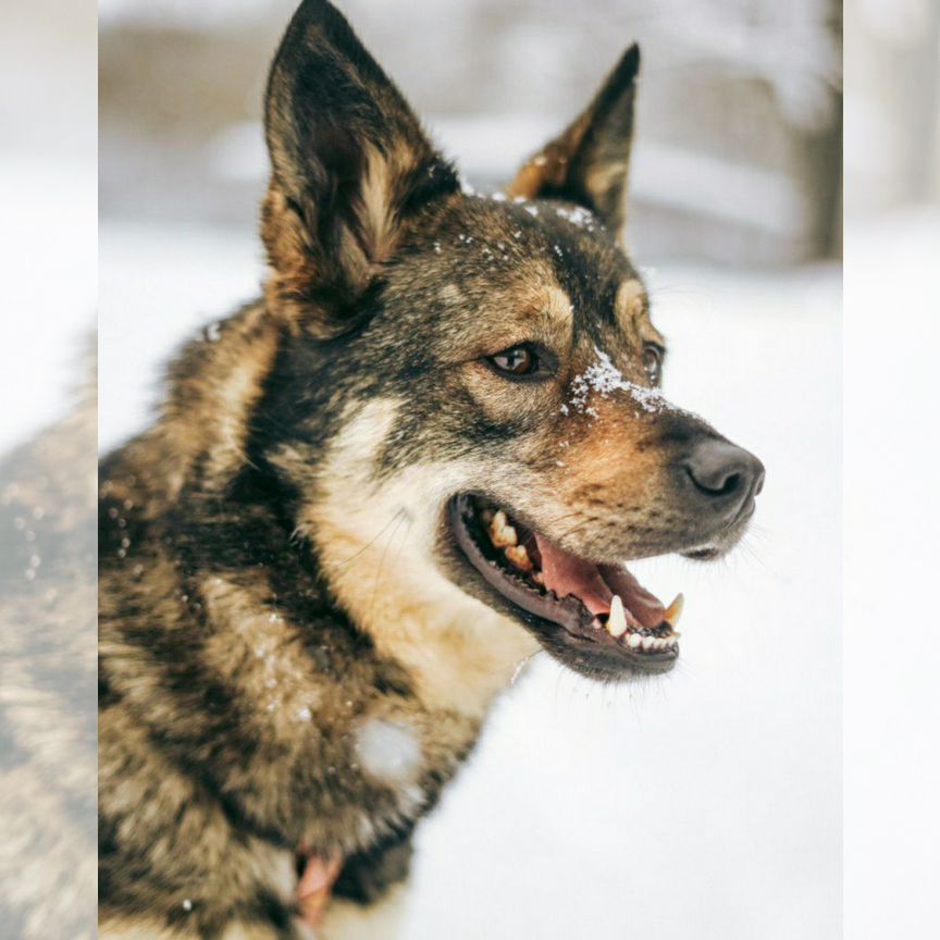 Взрослый пёс в добрые руки