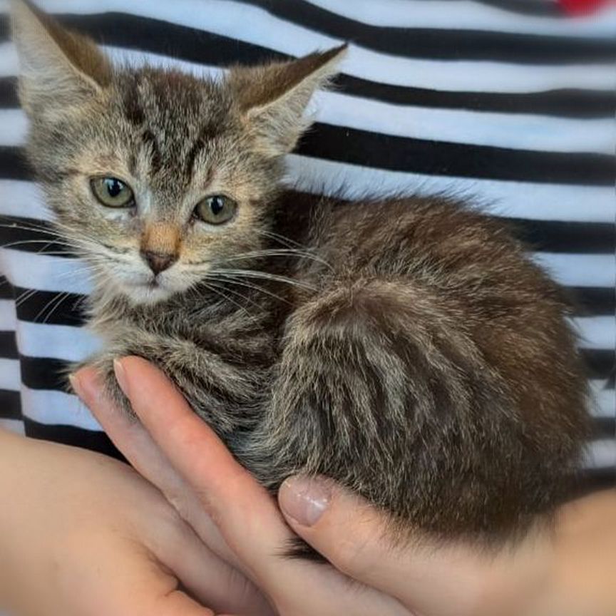 Он умещается на ладошке, а нужны ему добрые руки