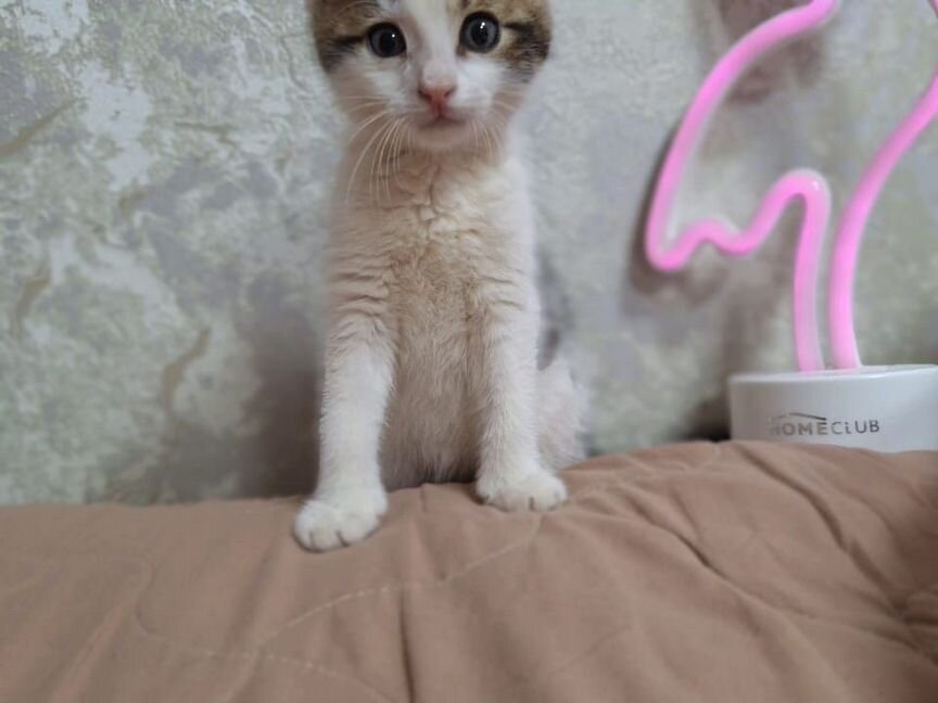 Котенок в хорошие руки