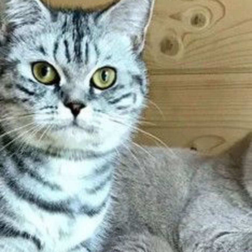 Котёнка