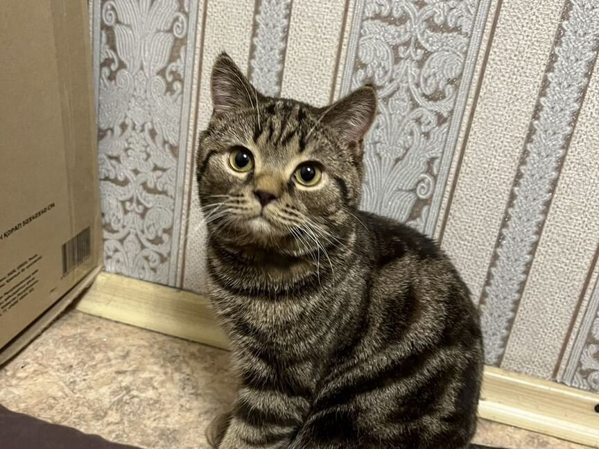 Кошка в дар британец
