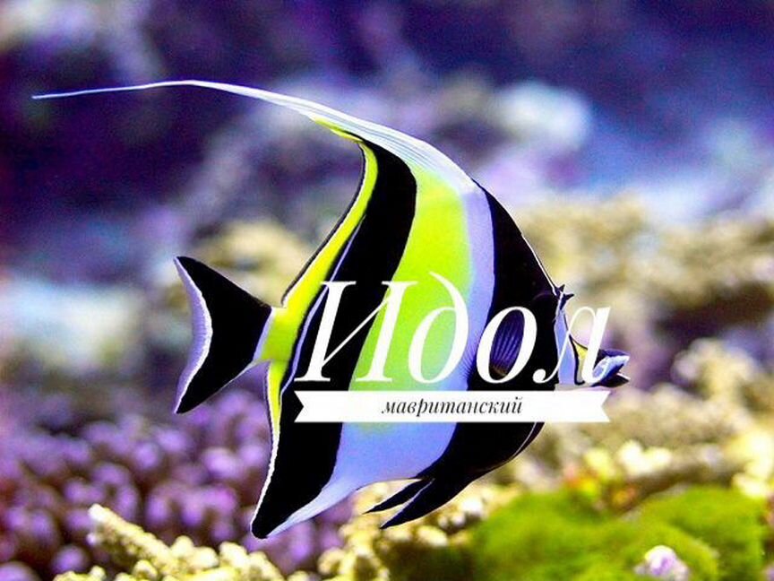 Идол Мавританский, M(морская рыбка в наличии)