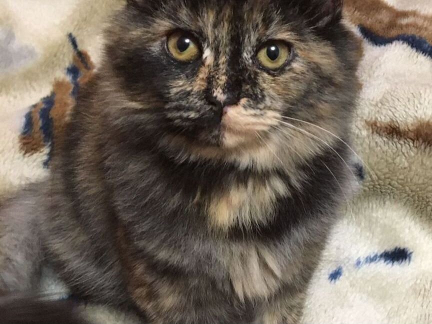 Мейн-кун в добрые руки