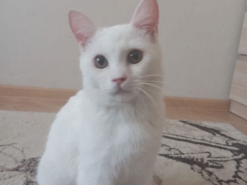 Белоснежный котик-подросток