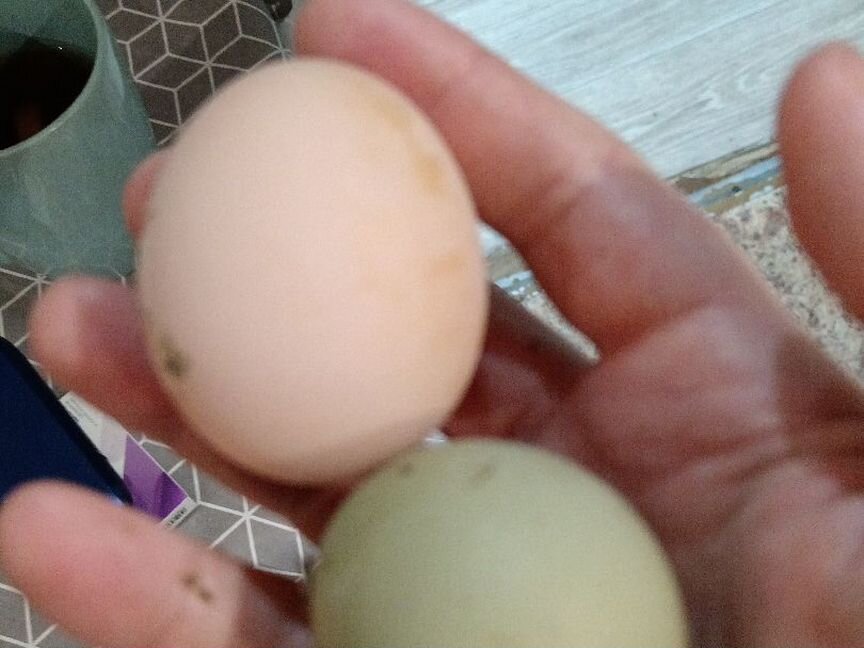 Яйца инкубационное ухейилюй, цыплята