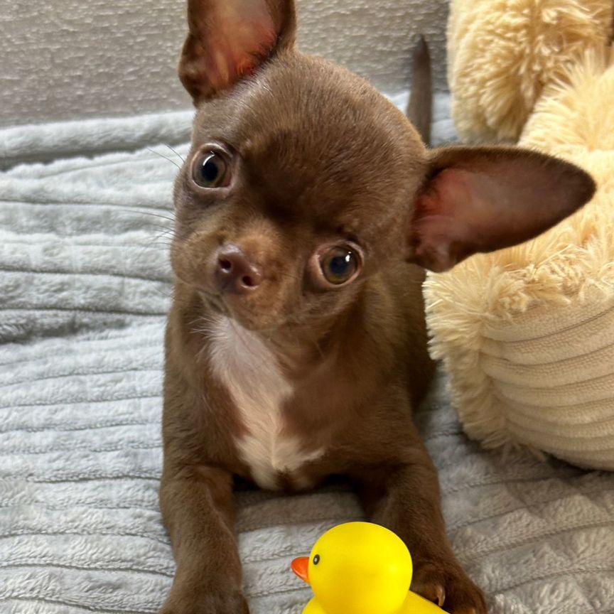 Щенок чихуахуа девочка
