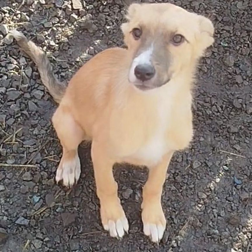 Щенок в добрые руки