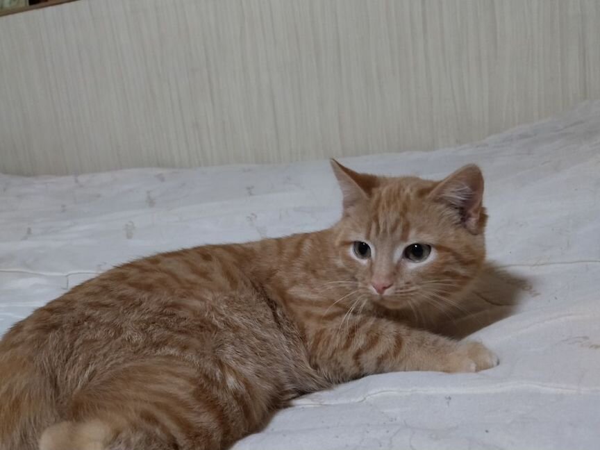 Рыжий котенок (девочка)