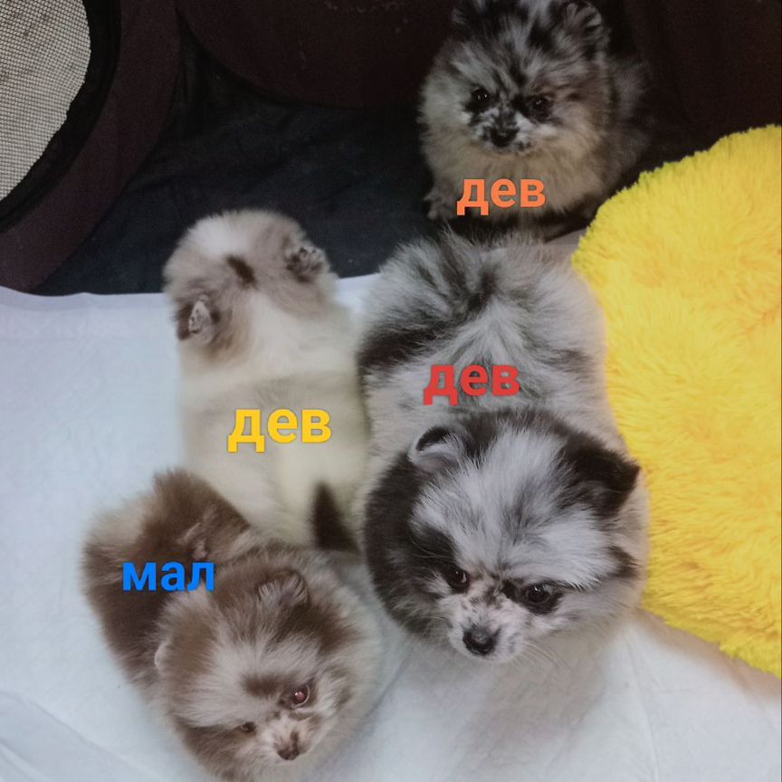 Цветные шпицы померанского шпица