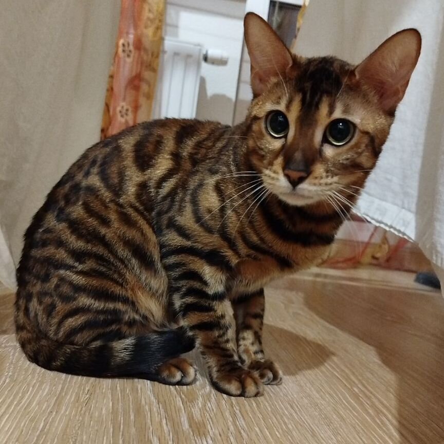Бенгальская чистопородная кошка