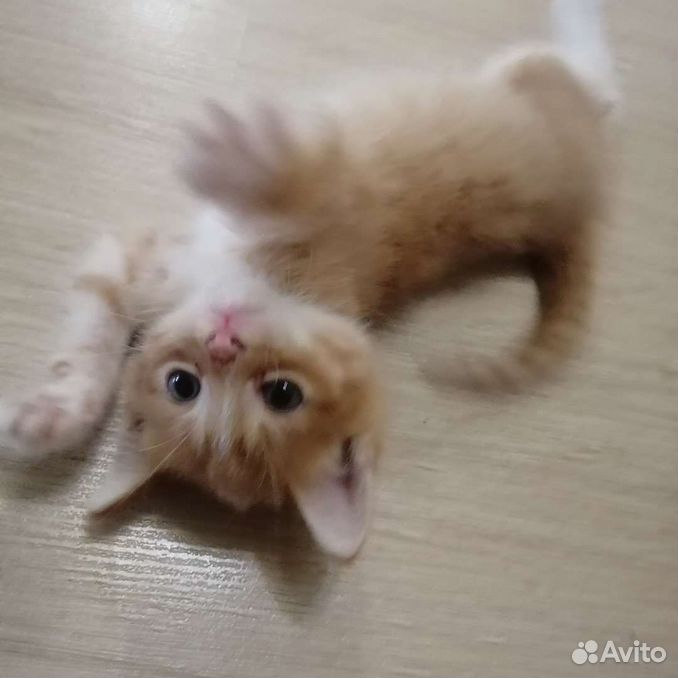 Котенок коксик