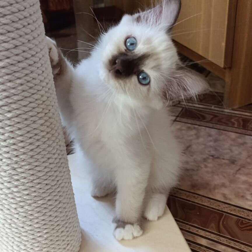 Котик Священная Бирма