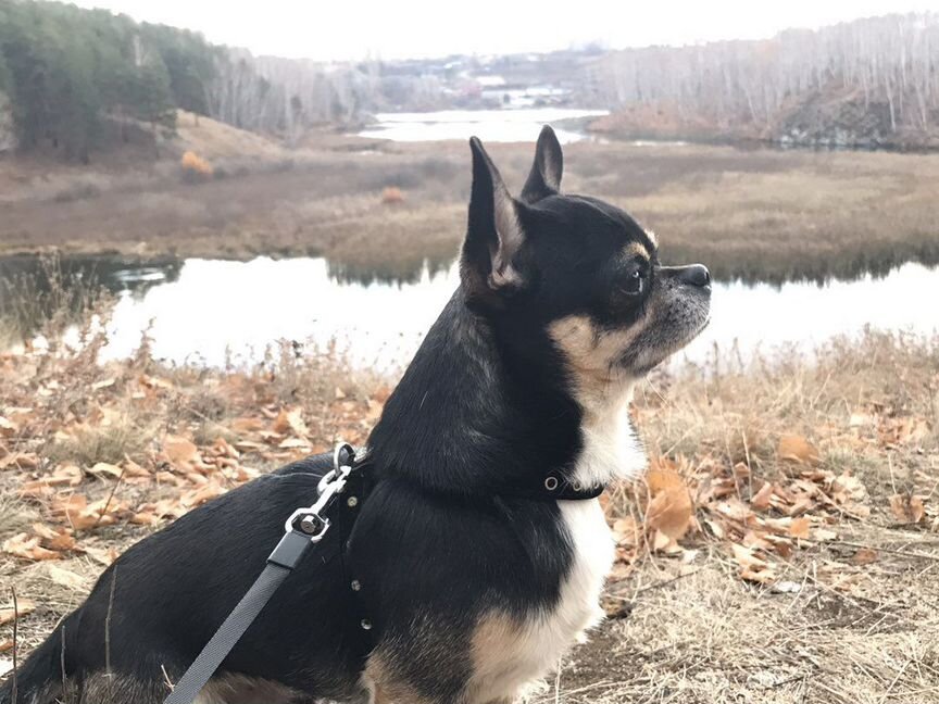 Вязка чихуахуа мальчик