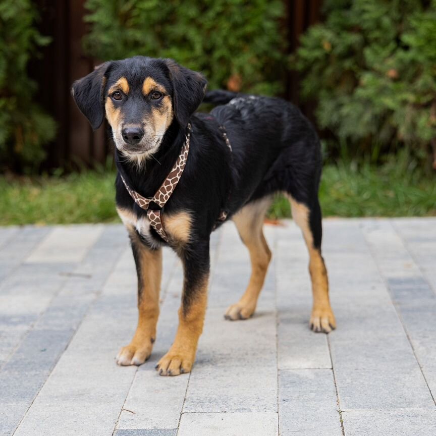 Лея ищет дом