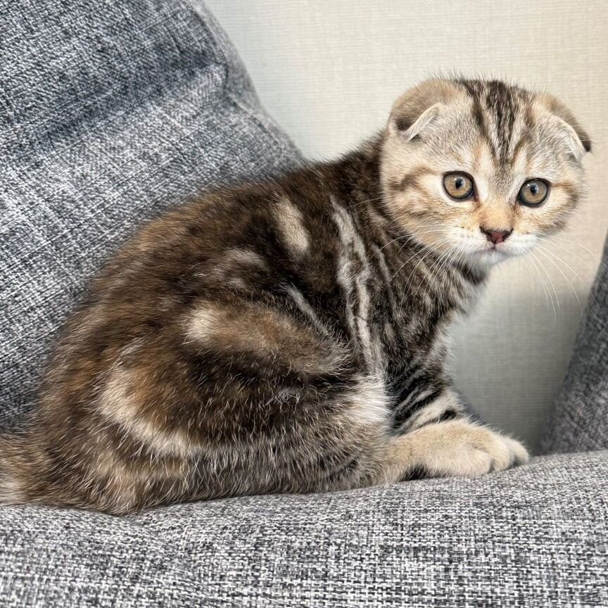 Шотландский вислоухий короткошёрстный котёнок