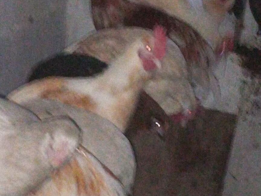 Молодые Петушки