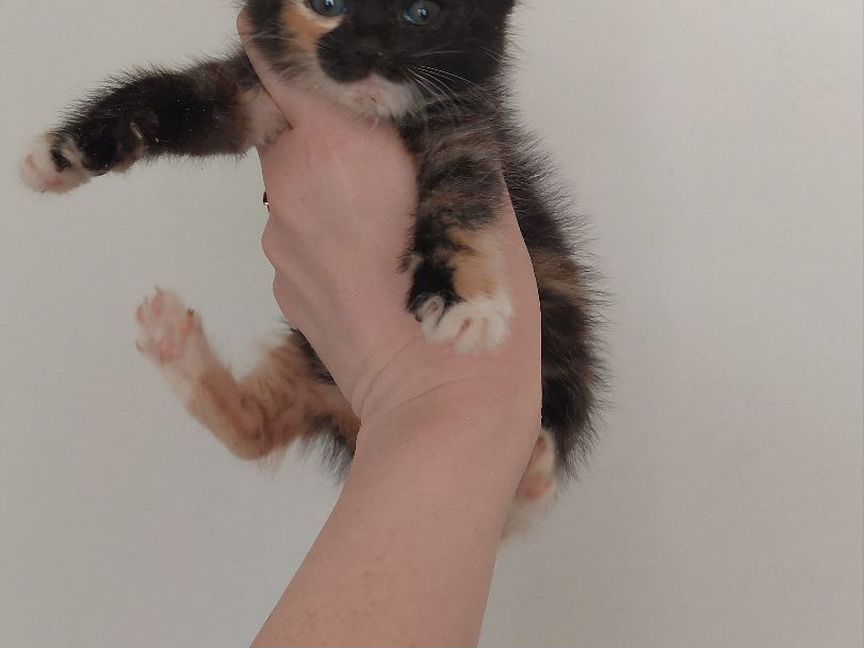 Котёнок трехцветка 1 месяц Бесплатно