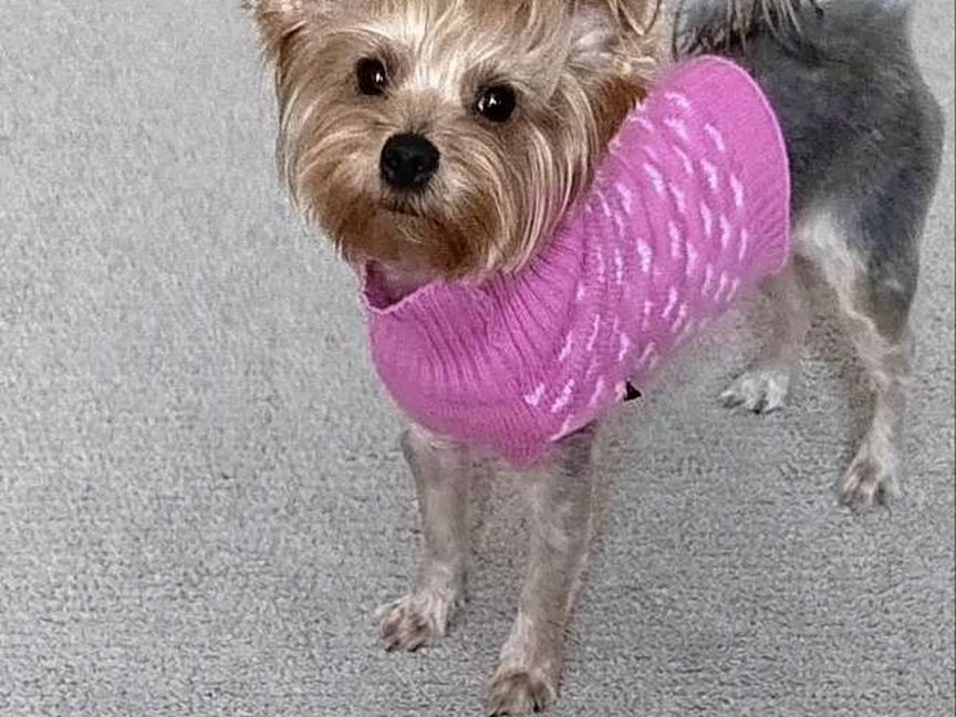 Свитер для йорка