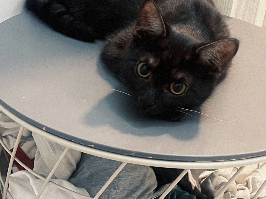 Котенок черный в добрые руки