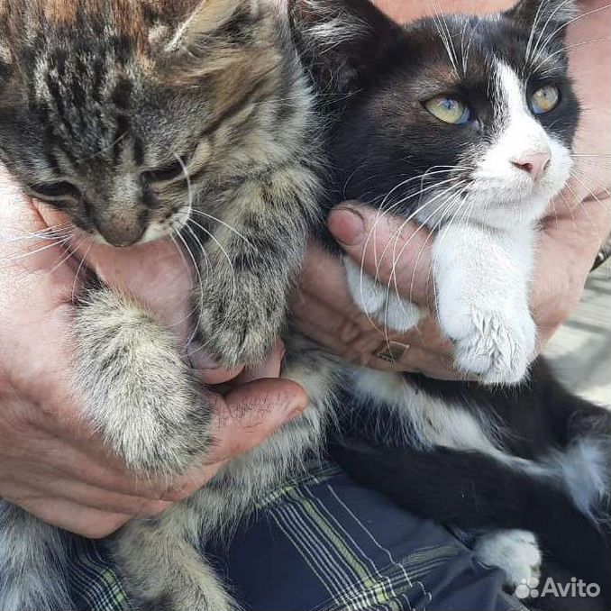 Котёнок девочка очень ищет дом