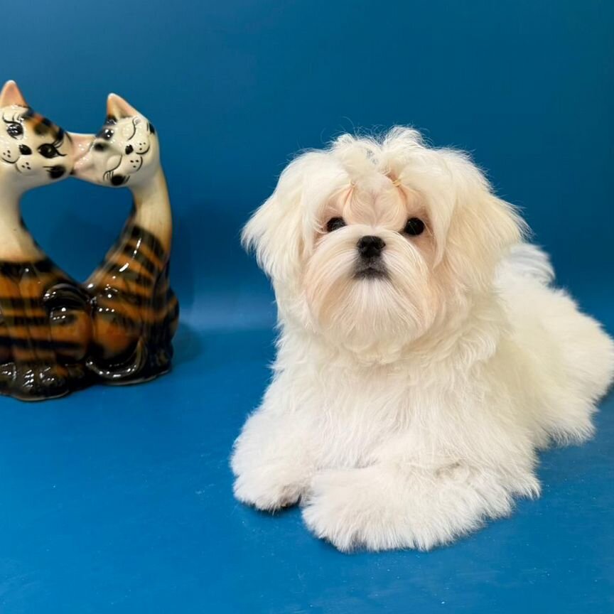 Мальтийская болонка, щенок