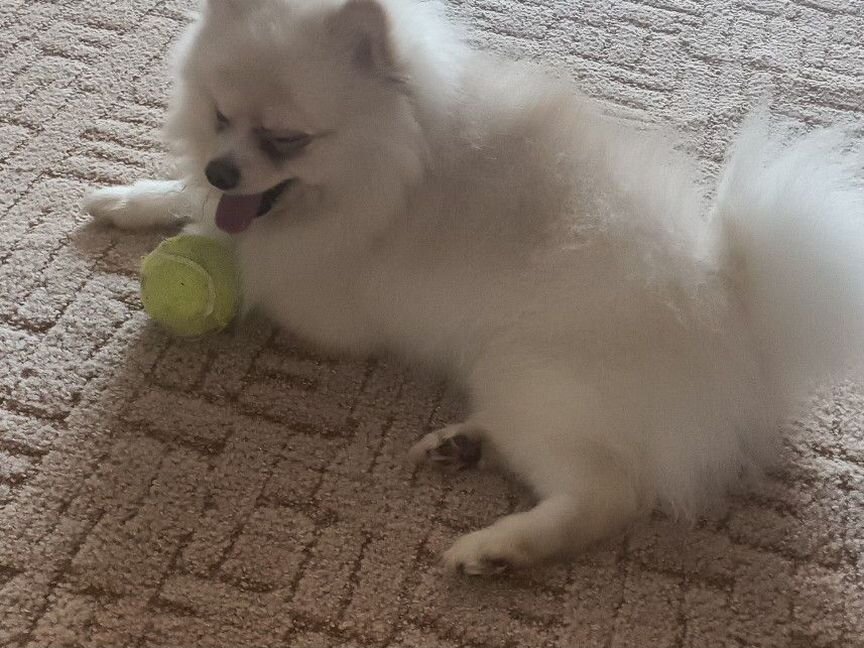 Шпиц вязка мальчик