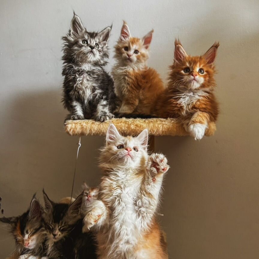 Котята мейн-кун