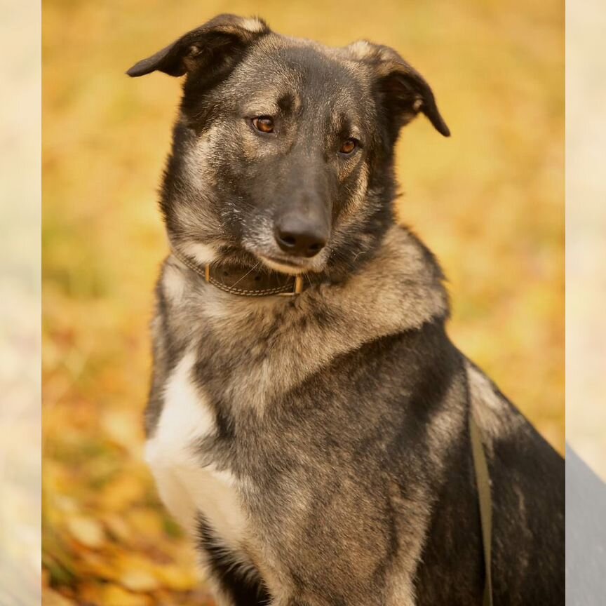 Взрослый пёс в добрые руки