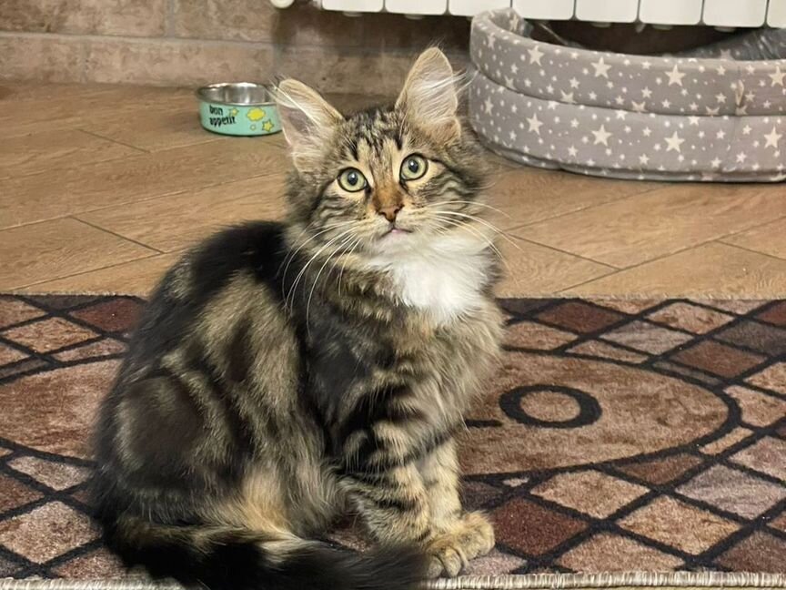 Котята