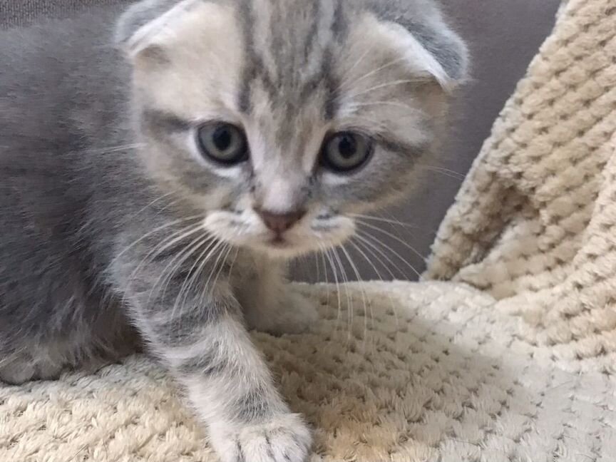 Шотландские котята