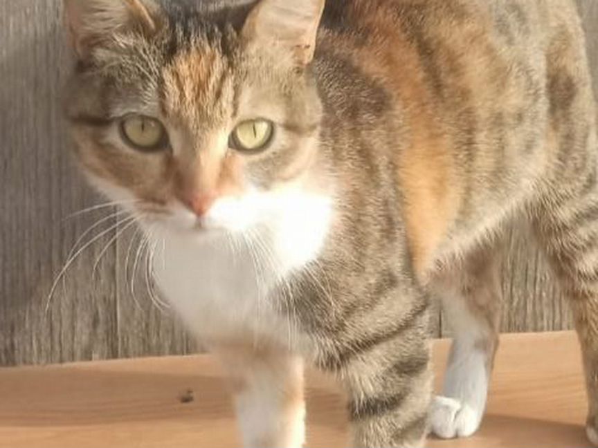 Трёхцветочка в добрые руки