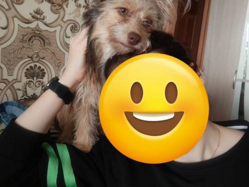 Собака в добрые руки