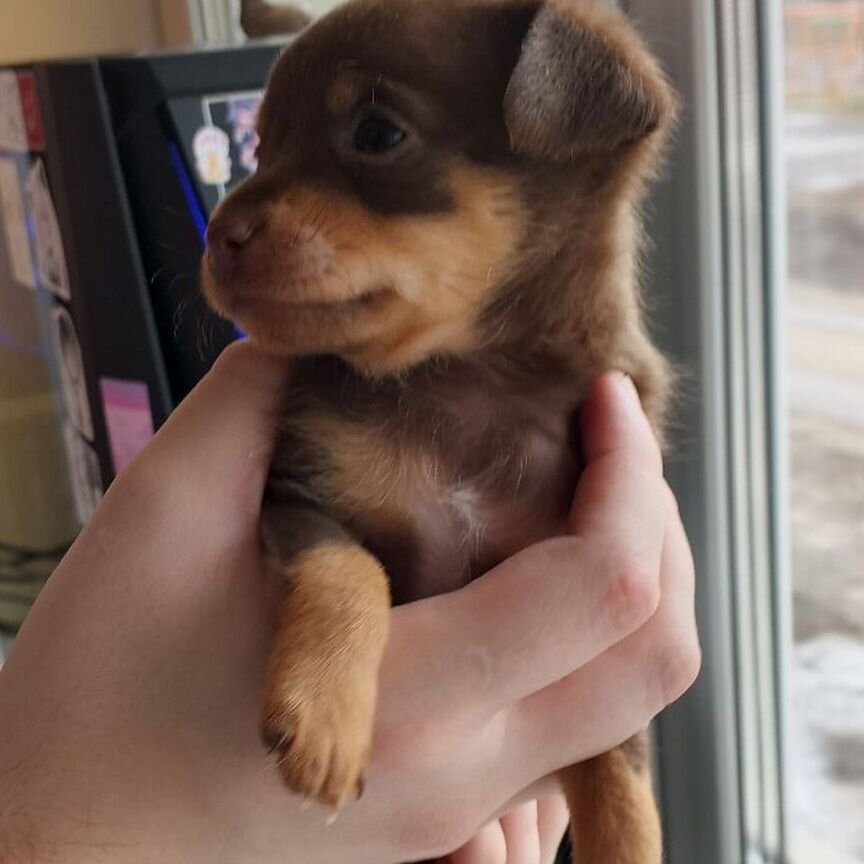 Русский той-терьер, щенок