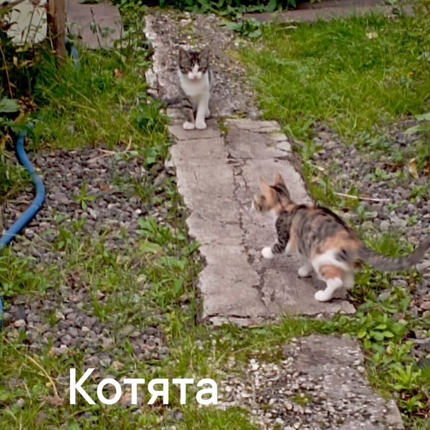 Котята и кошка в добрые руки