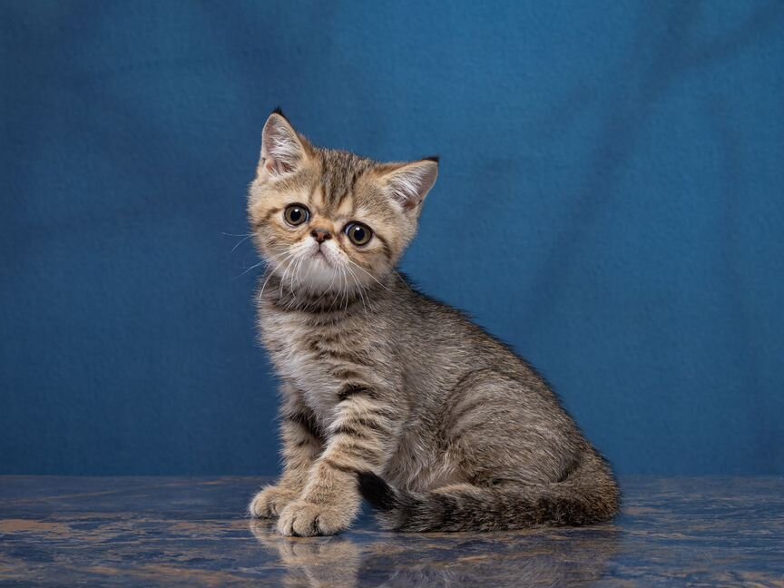 Котёнок породистый с документами