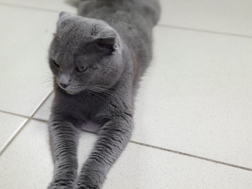 Котик Себастьян, ему 2 года