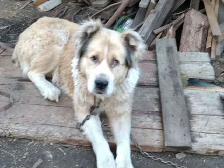 Собака в добрые руки алабай