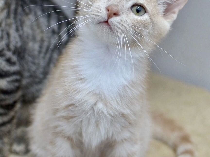 Персиковое чудо ищет дом