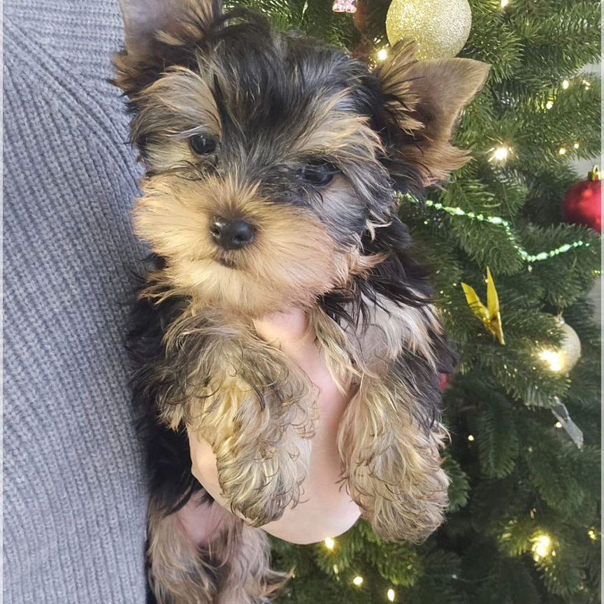 Йоркширский терьер, щенок