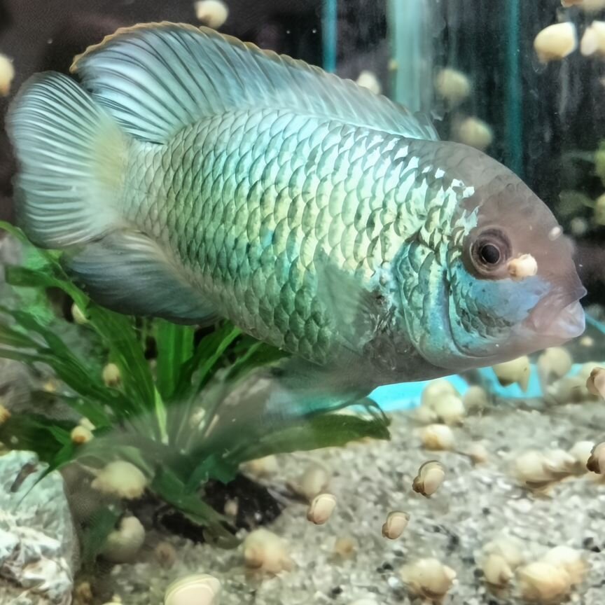 Наннакара блю неон