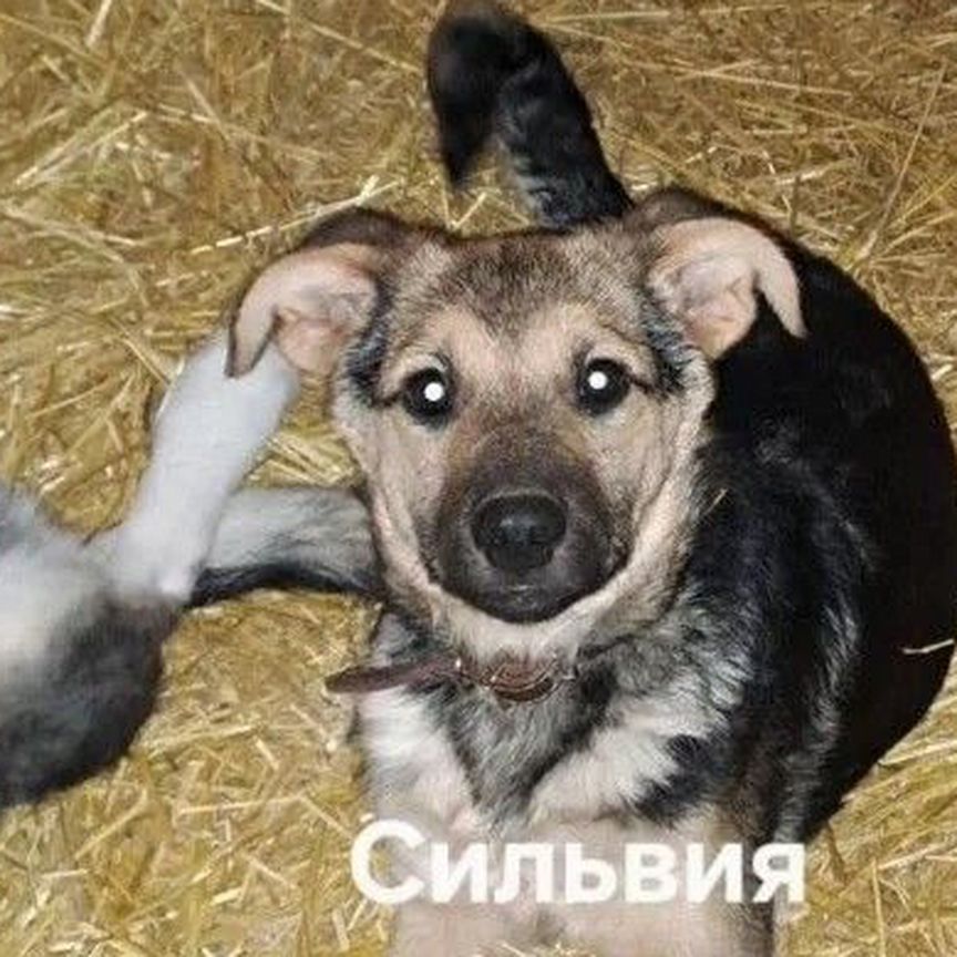 Щенок в добрые руки