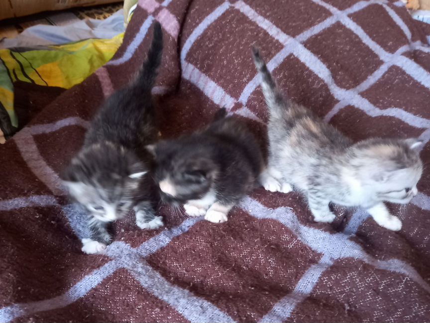 Котята