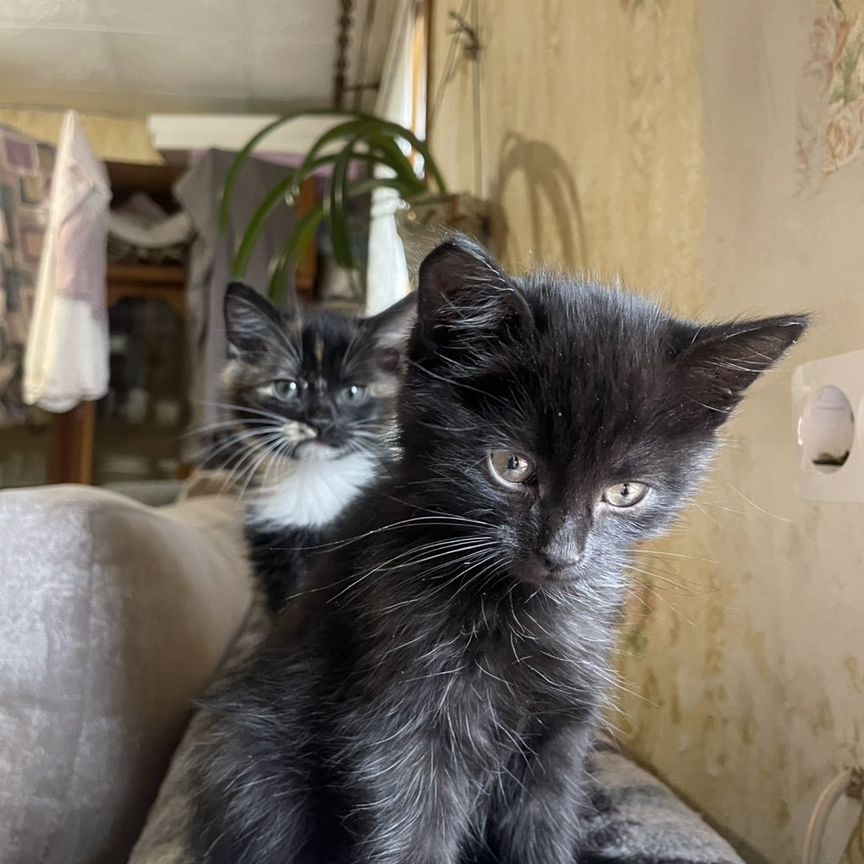 Отдам котят в добрые руки