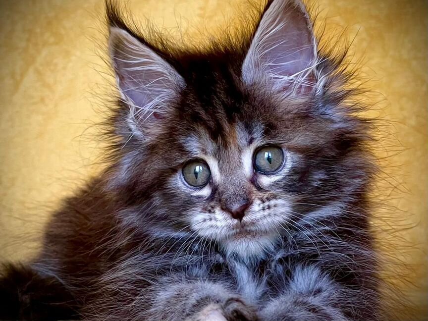 Котята мейн-кун